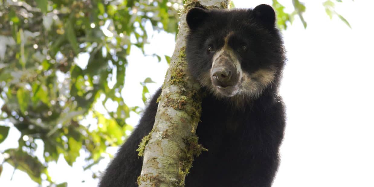 Ecuador Andean Bears | Happy Gringo Travel Blog