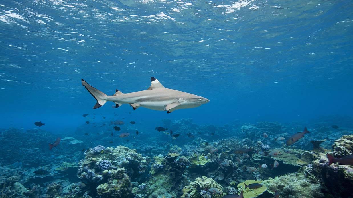 Blacktip Reef Shark – Galapagos Islands - Happy Gringo Travel