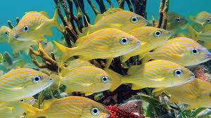 Galapagos Fish to See While Snorkeling or Diving | Happy Gringo Travel