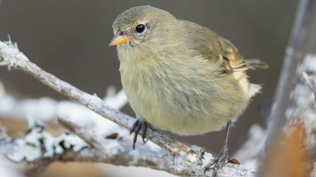 Pinzón de Darwin de Galápagos: un ícono de la evolución en las Islas ...