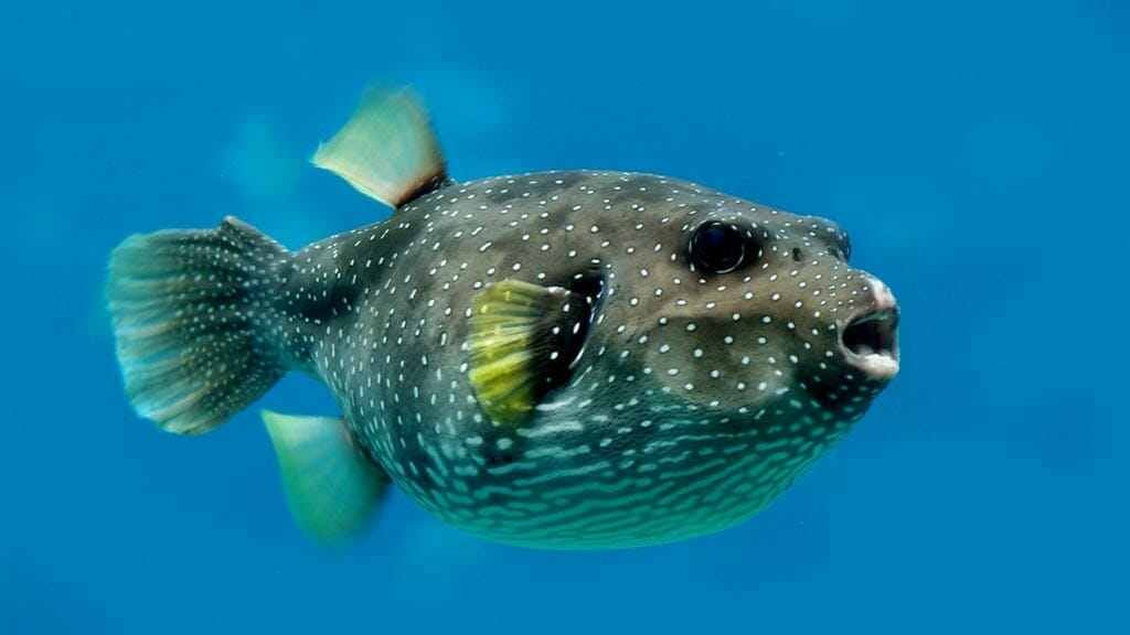 Galapagos Fish to See While Snorkeling or Diving – Happy Gringo Travel